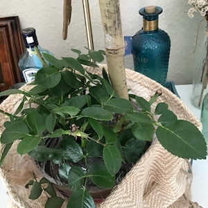 Happy Retirement Rose Bush Gift Wrapped Help A Colleague or Friend ...