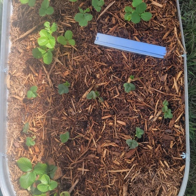 Golden-raspberry-plant-anne-non-gmo-buy-3-get-1 - Etsy