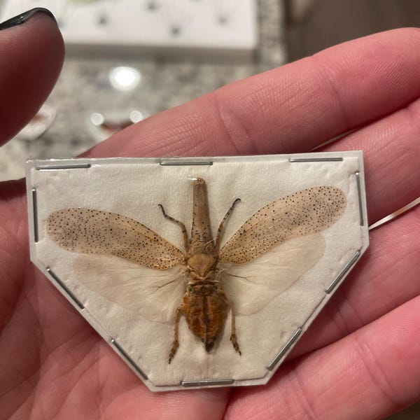 25, 50, 100 A Grade Real Butterfly Wings, Wings for Crafts, Laminated ...