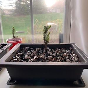 Flowering Dogwood Tree Seed Grow Kit The Jonsteen Company | Etsy