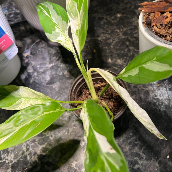 Starter Plant Thanksgiving/ Holiday Cactus "limelight Dancer" in a 3 ...