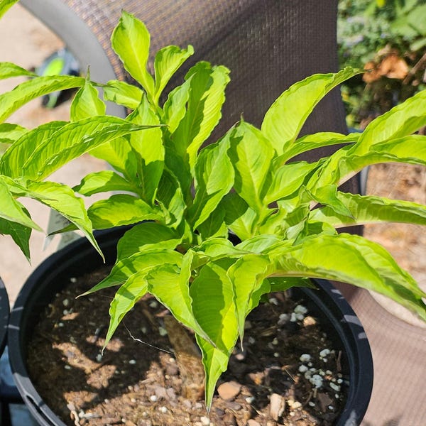 AMORPHOPHALLUS KONJAC Twenty Five (25) Bulbils - Voodoo Lily Bulb - Etsy