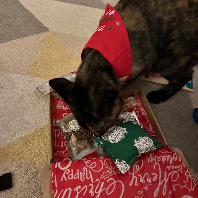 Cat Toy and Treat Gift Box, Cat and Kitten Hamper, Cat Pamper Box ...