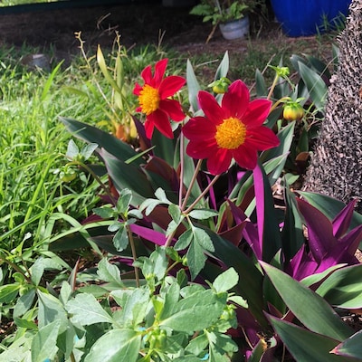 Japanese Radiata White Egret Orchid Flower 50pcs Seeds...5422 - Etsy