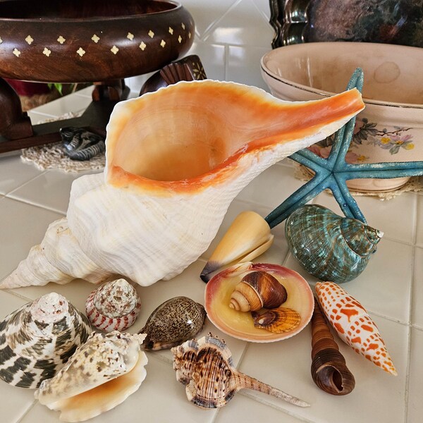 6.20" FLORIDA Keys BEACH Collected Juvenile Roller Queen, Pink Conch ...