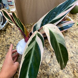 Monstera Adasoni Plant | Etsy