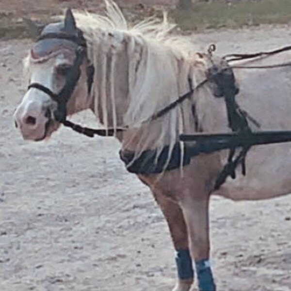 Mini Horse Polo Wraps - Etsy Canada
