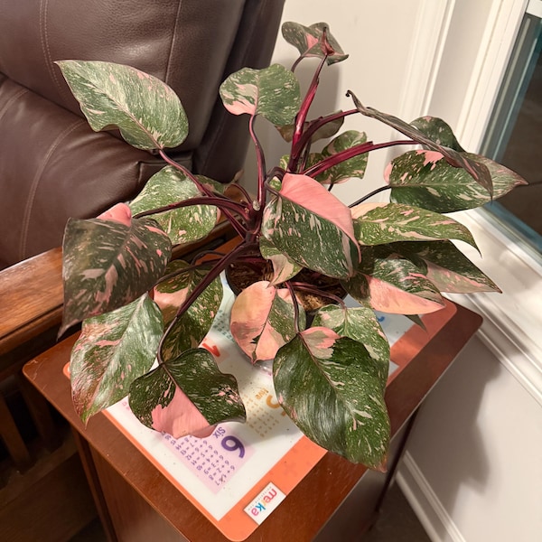Philodendron Pink Princess Marble "high Pink Color" :indoor Plants ...