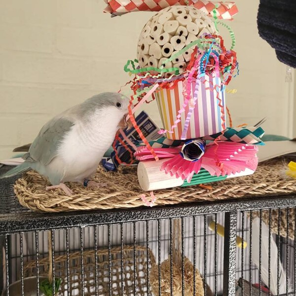 Sola Ball Fun - Hand Made Toys for Small to Medium Pet Birds Using Safe ...