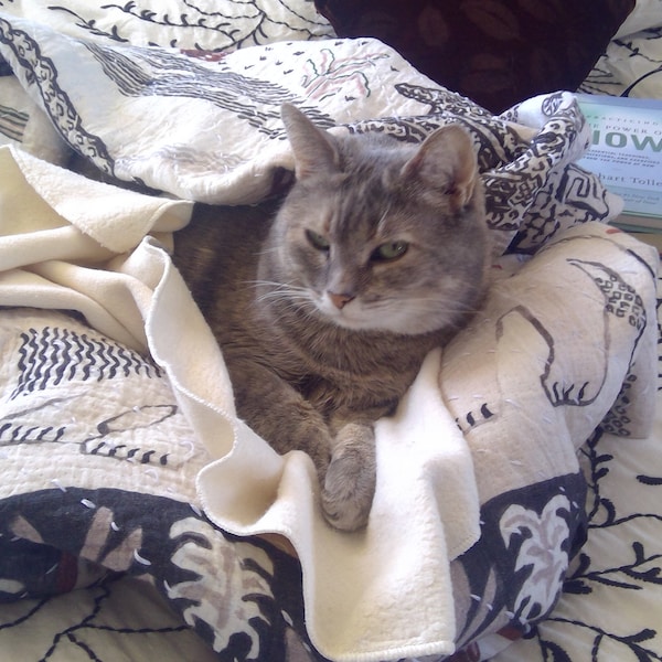 Nido Cat Bed Covers - Etsy