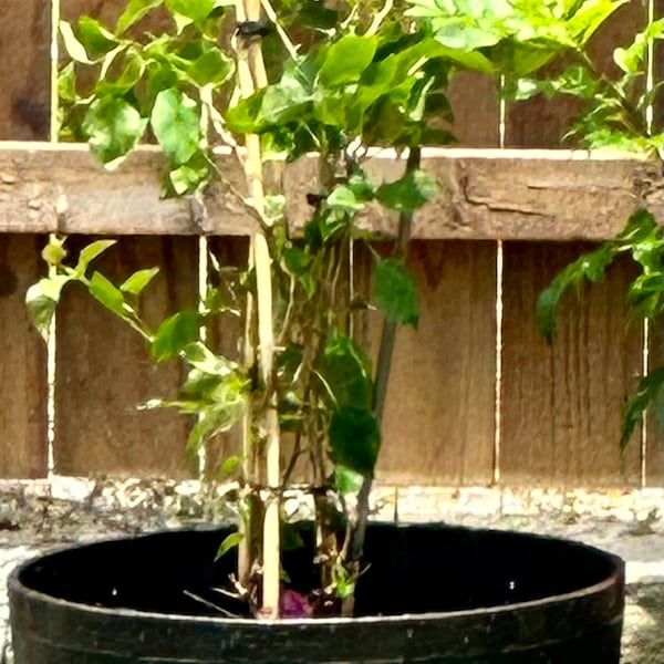 Oxalis Triangularis Wood Sorrel (purple Shamrock) (bulb/not Plant) - US ...