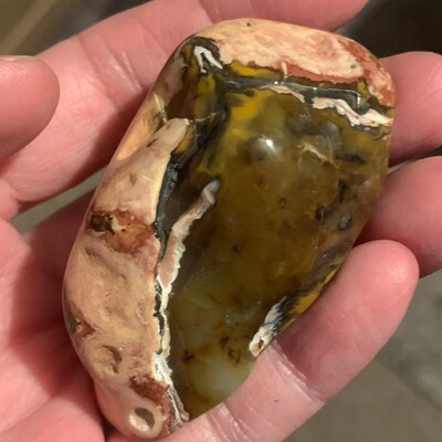 Agatized Turritella Shells - Etsy