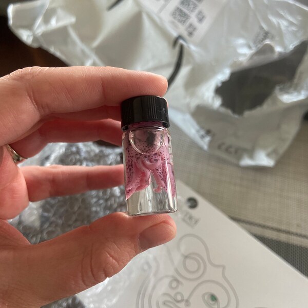 Real Cute PINK Cuttlefish in a Jar, Wet Specimen, Squid, Tentacles ...