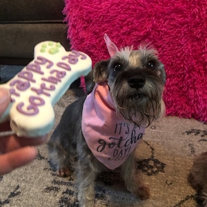 Ball-less & Flawless Dog Bandana, Funny Dog Bandana, Neuter Bandana ...