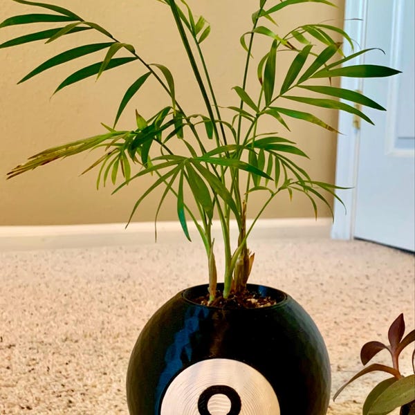 Huge Piranha Planter Gift With Watering Tray - Etsy