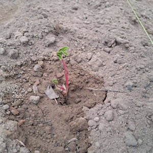 3 Raspberry Plants royalty Purplelarge, High-quality Fruit 3 Large 1 ...