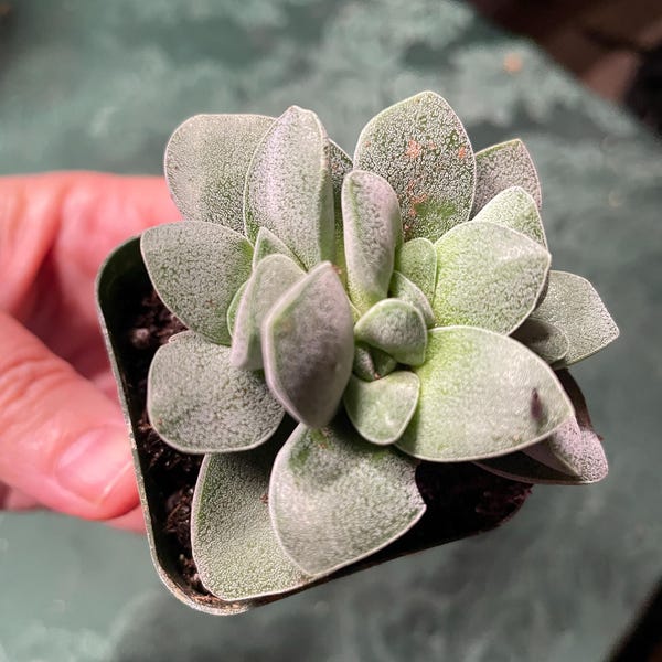 String of Little Pickles, Othonna Capensis ruby Necklace in 2 Inches ...