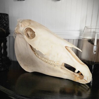 Giant Horse Skin Hide Real Natural Area Rug Living Room - Etsy