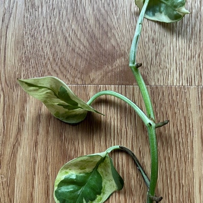 Rare Pothos Cuttings Mix Marble Pothos / Heart Leaf Philodendron ...