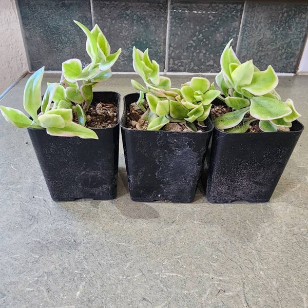Variegated Baby Sun Rose, Ice Plant, Pink Succulent, Rare Plant in 2, 4 ...