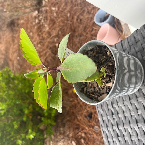 Miracle Leaf, Leaf of Life, Plant (organic) - Etsy