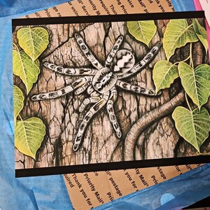 The Old World Tarantula Coloring Book by Laura Airey Le - Etsy