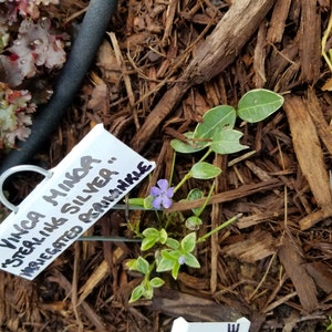 Salix Koriyanagi 'rubykins' Korean Basket Willow - Etsy