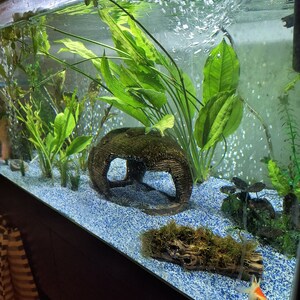 X2 Subwassertang Moss on Cholla Wood Shrimp Hideout & Betta Aquarium ...