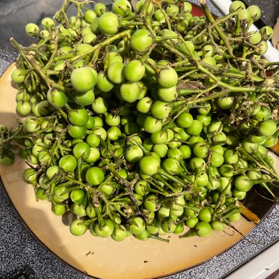 Fresh Whole Burdock Root Gobo Root - Etsy