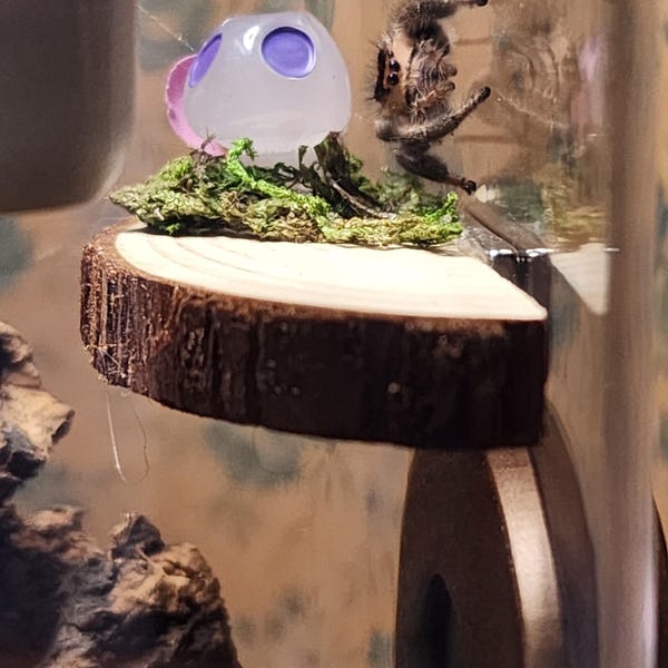 Jumping Spider Enclosure 5x5x9 Spider House, Spider Tank, Spider ...