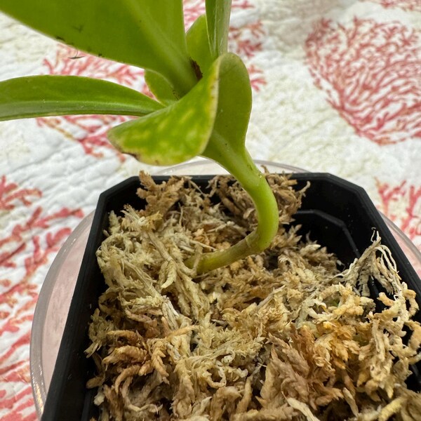 Pikake Plant. Single Flower Variety for Lei Making (pikake Lahilahi ...