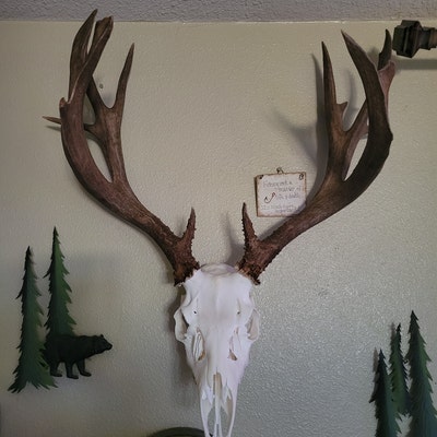 European Deer Mount's Pack3 - Etsy