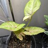 Syngonium “confetti” Starter Plant **(ALL Starter Plants Require You to ...
