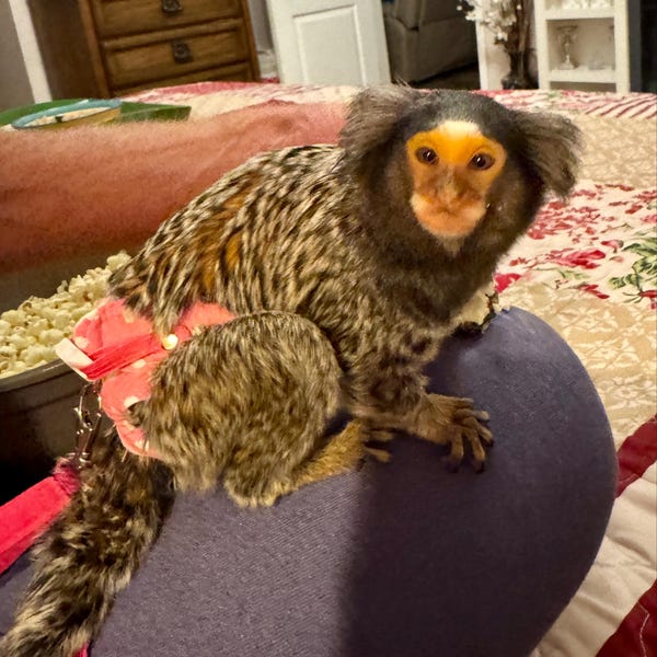 CAPUCHIN DIAPER SET in Dinosaurs - Etsy