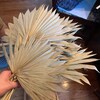 SUN PALM 1-6pc 10-16dried SUN Natural Palm Spears/ Natural/gold/silver ...