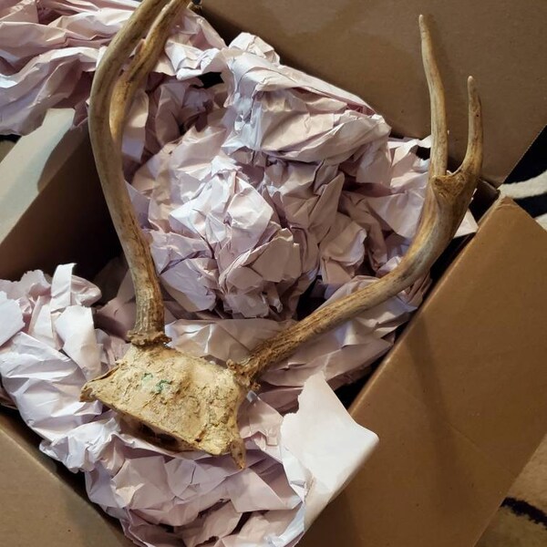 Dark Tall 4x4 Mule Deer Antler Horn Fake Skull Mount Taxidermy Rack Man ...