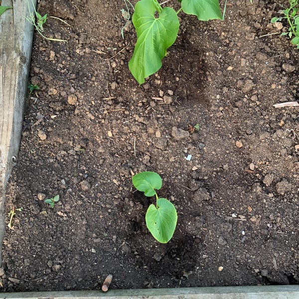 Kalanchoe Pinata Bryophyllum Pinnatum Miracle Leaf Leaf of Life 만손초 ...