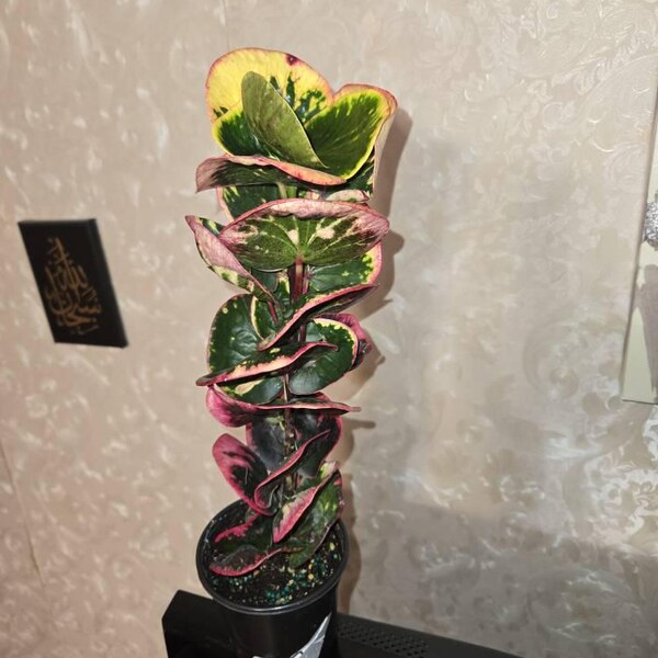 Peperomia Piper Parmatum Live Plant | Peperomia Plant Starters | Pet ...