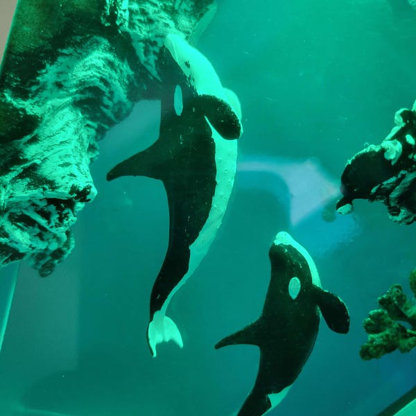 Orca Shark and Couple Diver Resin Night Lights-whale Shark and Humpback ...