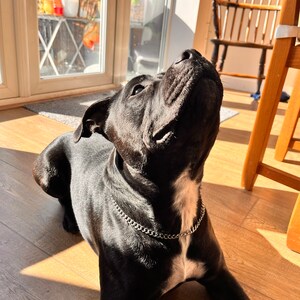 Silver Dog Chain 7.5mm Curb Chain Dog Collar Streetwear Chain Dog and ...