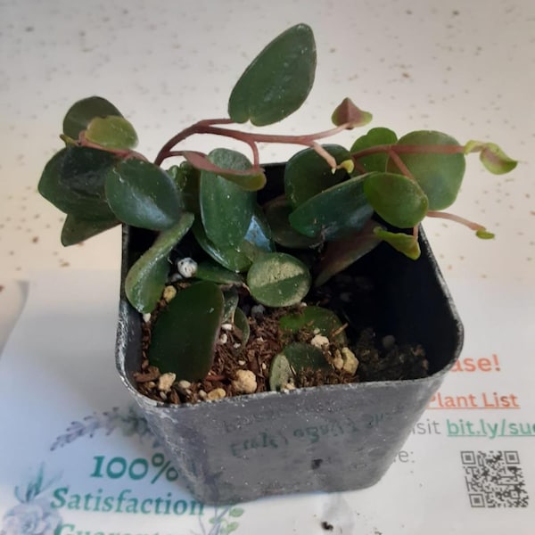Peperomia 'ruby Cascade' Succulent Plant - Etsy