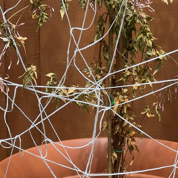 Jujube Li Tree- 1 to 2 Feet Tall - Grafted Tree - Ship in 6" Pot - Etsy