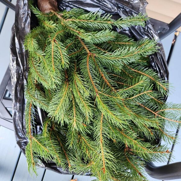 Fresh Cut Pine Branches: Eastern White or Virginia Pine, Holiday Decor ...
