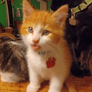 Stainless Steel SS304 Key Rings Split Ring Lot of 50 - Etsy