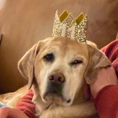 Dog Birthday Crown Pet Birthday Crown Dog Crown Pet Crown Dog Party Hat ...