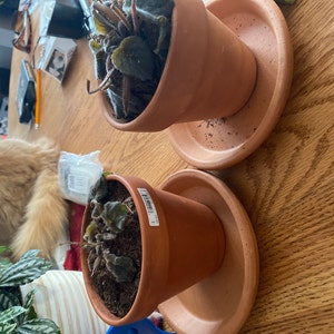 6 ZZ Plant, Zamioculcas Zamiifolia, Zee Zee Plant, Aroid Palm ...