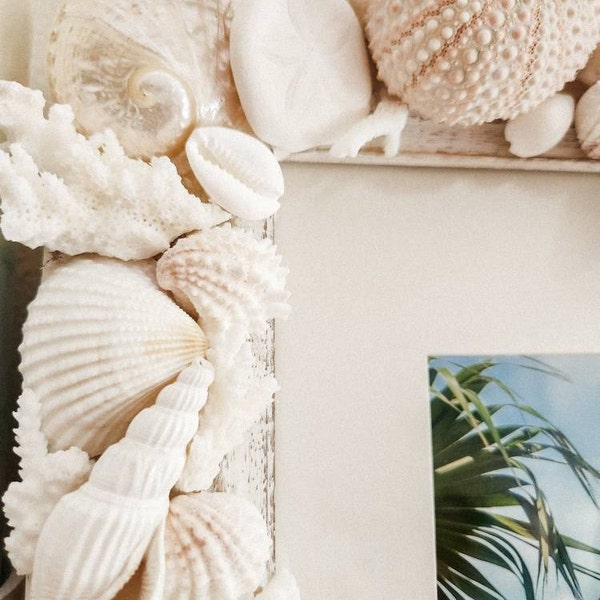 25 Beautiful Pink Rose Petal Tellin Shells - Etsy