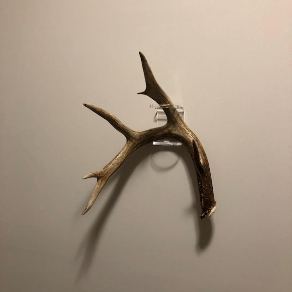 Metal Shed Antler Wall Mount Display - Etsy