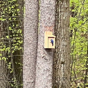 2 Cedar Bluebird Houses-hand Crafted, Rough Cut Cedar - Etsy