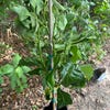 Macadamia Nut Tree - 'cate' Seedling (very Rich, Buttery Flavor) - Etsy